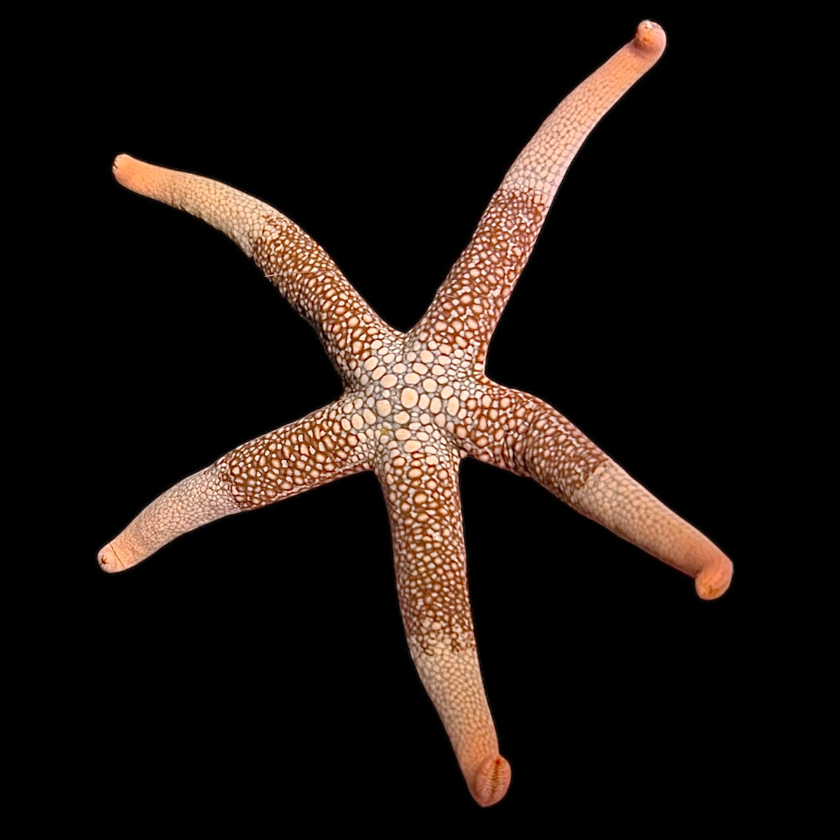 Large Spotted Bali Linkia Starfish – Alyssa's Seahorse Savvy