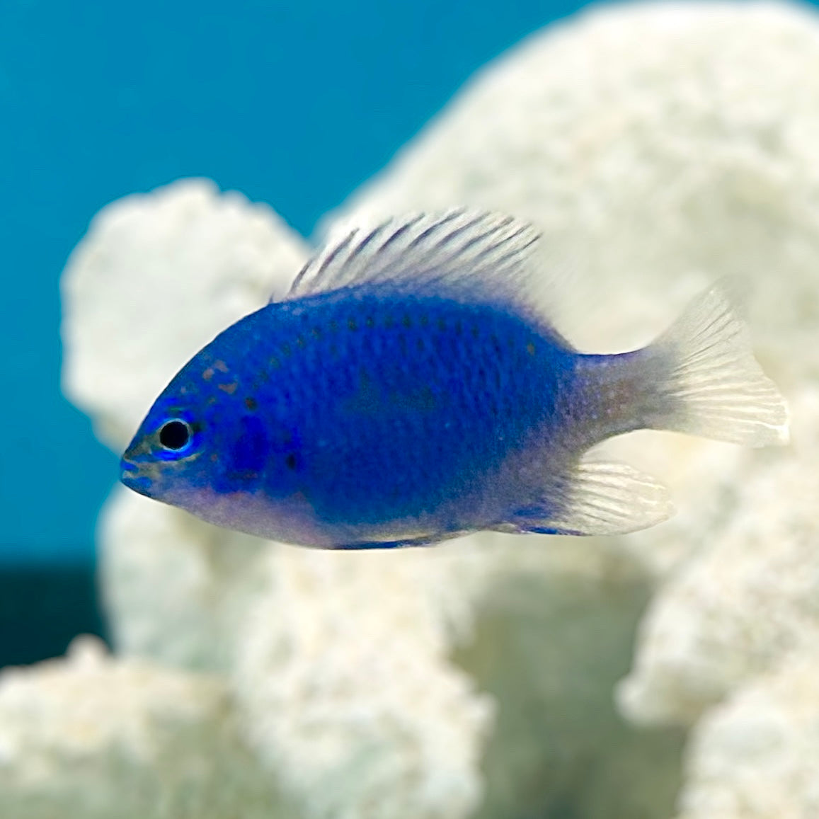Aquarium Conditioned-Blue Sapphire Springeri Damselfish – Alyssa's ...