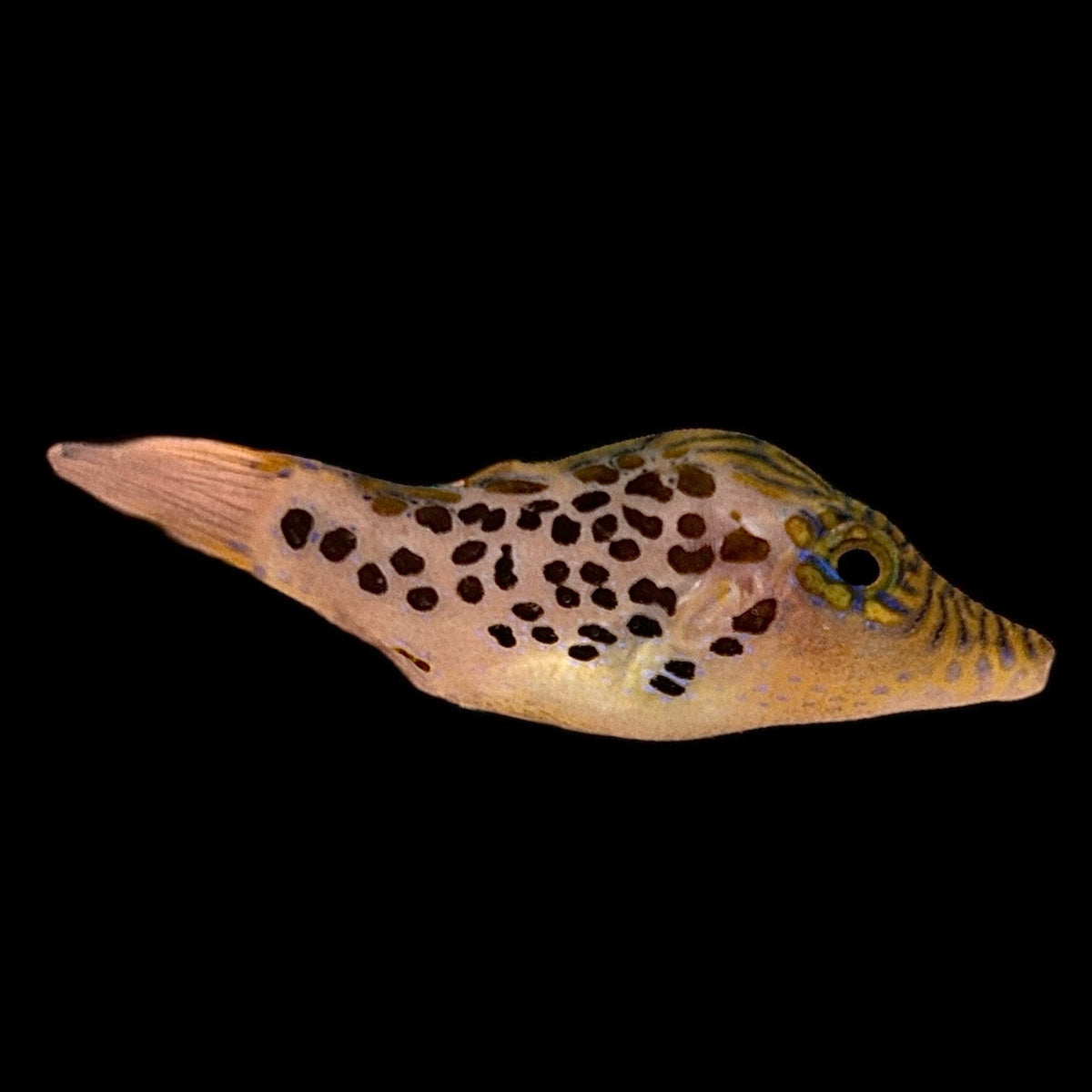 Aquarium Conditioned-Leopard Toby Puffer – Alyssa's Seahorse Savvy