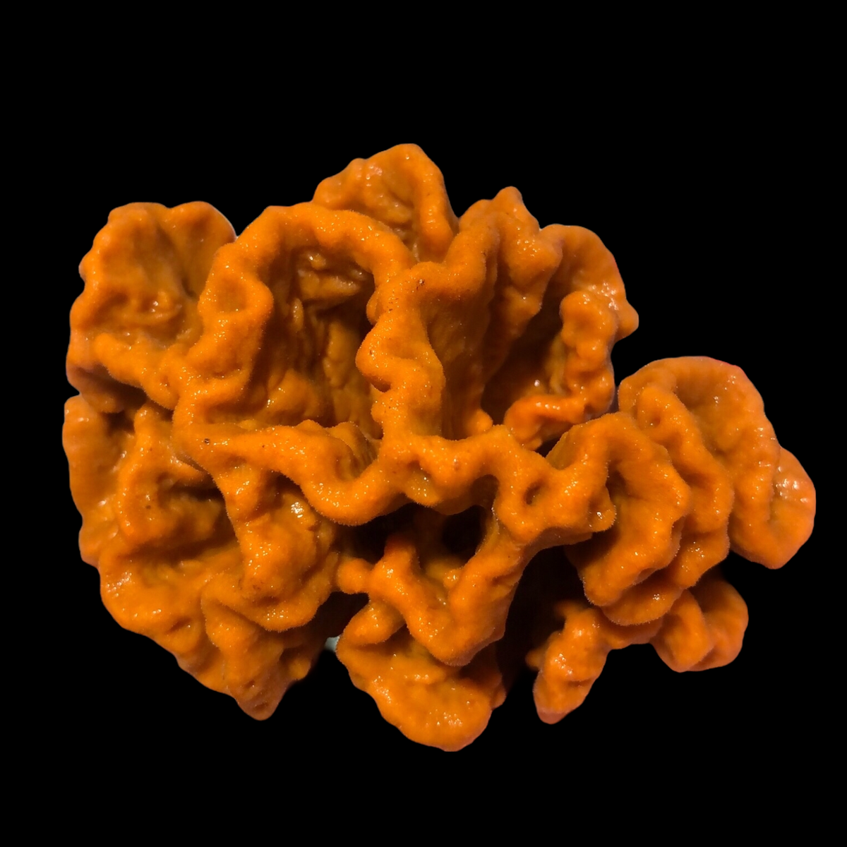 Orange Ruffle Sponge – Alyssa's Seahorse Savvy
