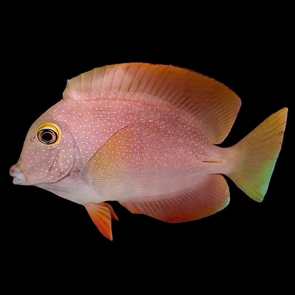 Aquarium Conditioned-Spotted Yellow Eye Bristle Tooth Tang – Alyssa's ...