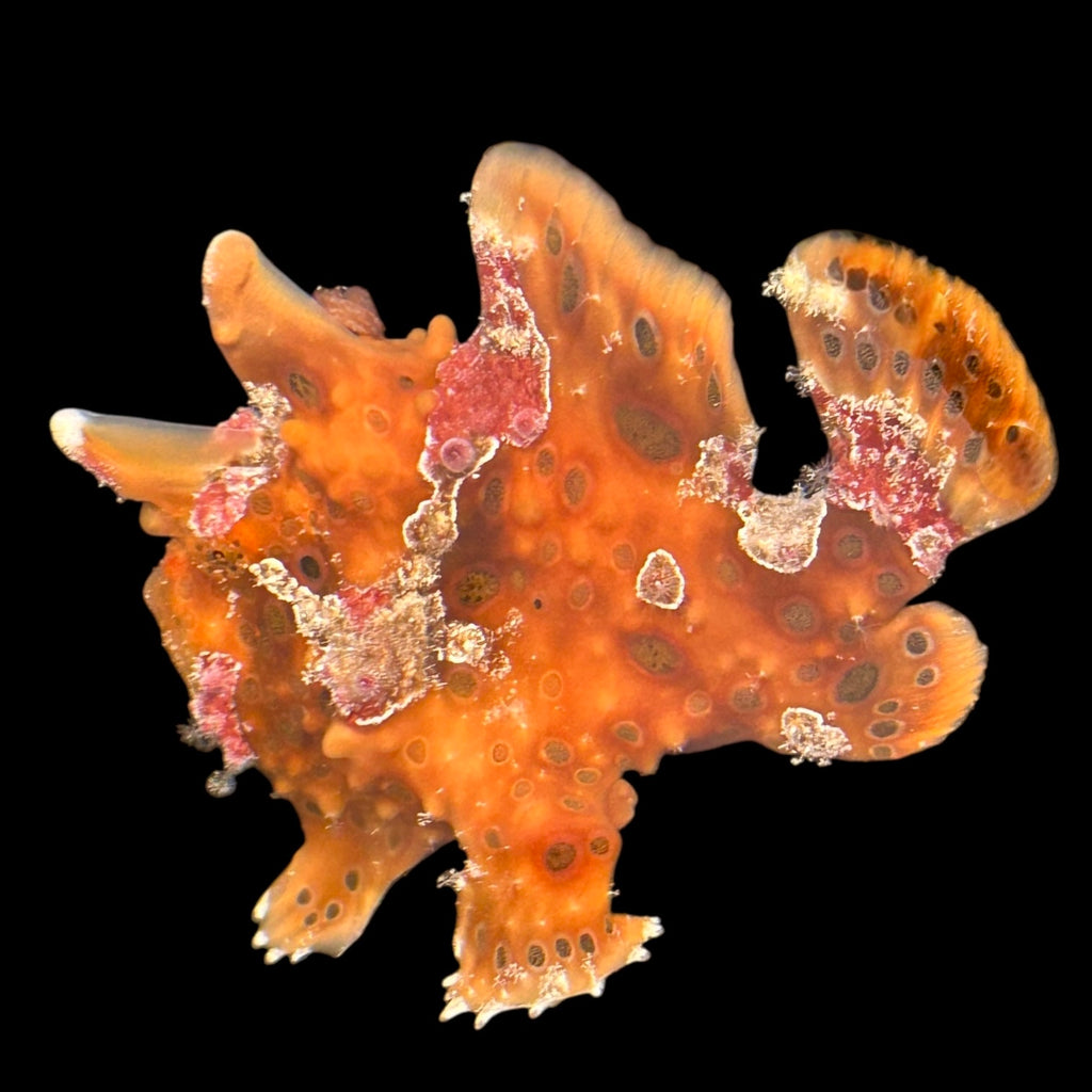 Fish – Alyssa's Seahorse Savvy