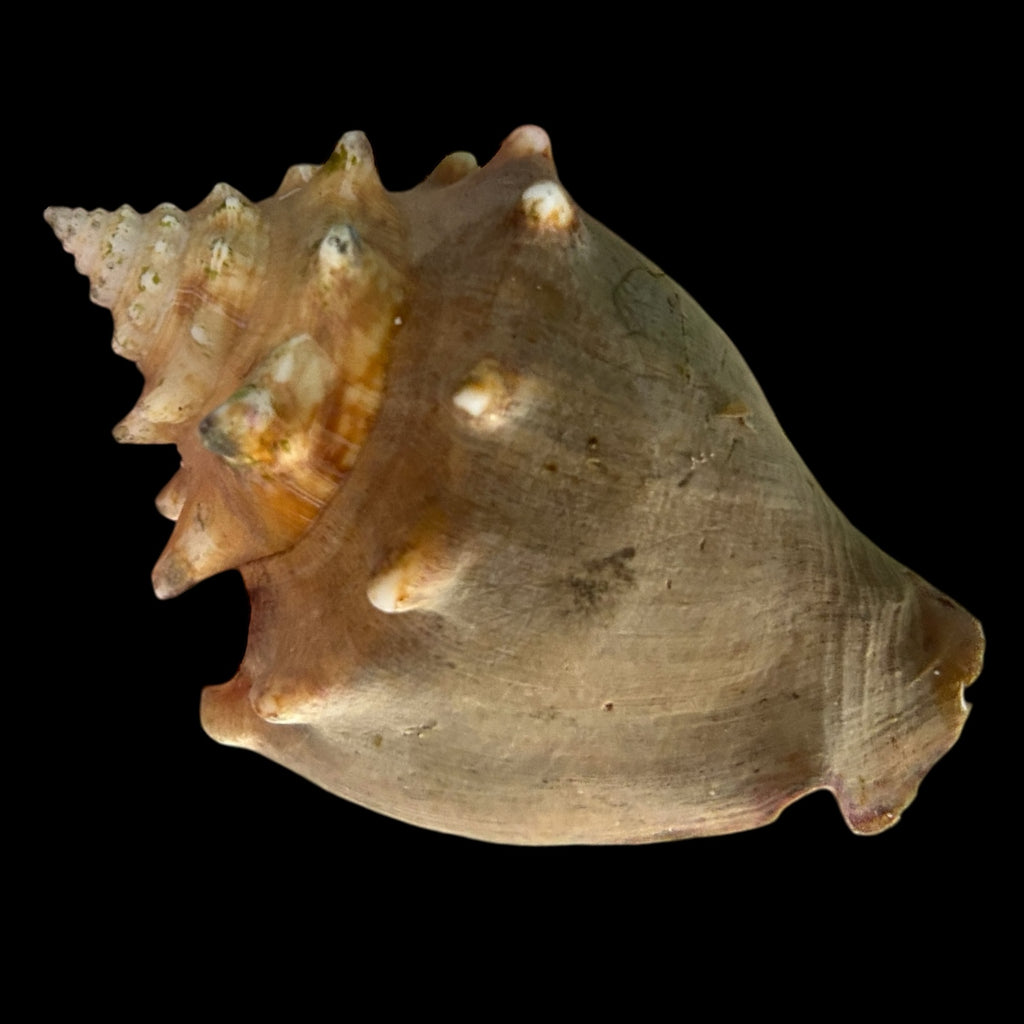 Invertebrates and Clean-up Crew – Alyssa's Seahorse Savvy