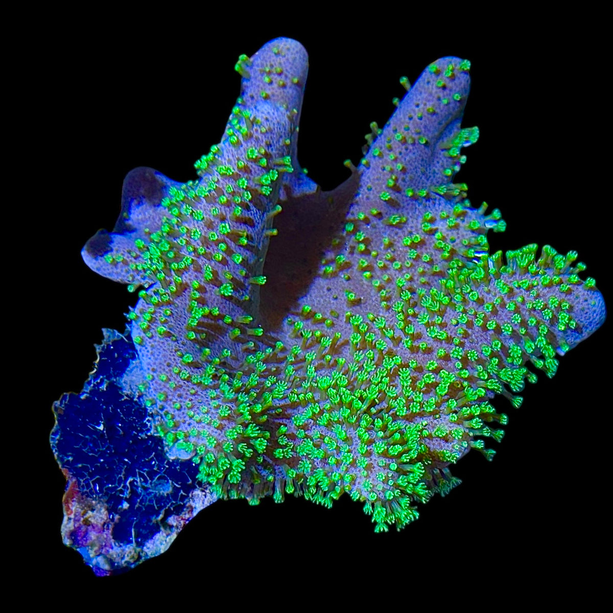 WYSIWYG Neon Polyp Aussie Toadstool Leather Coral – Alyssa's Seahorse Savvy