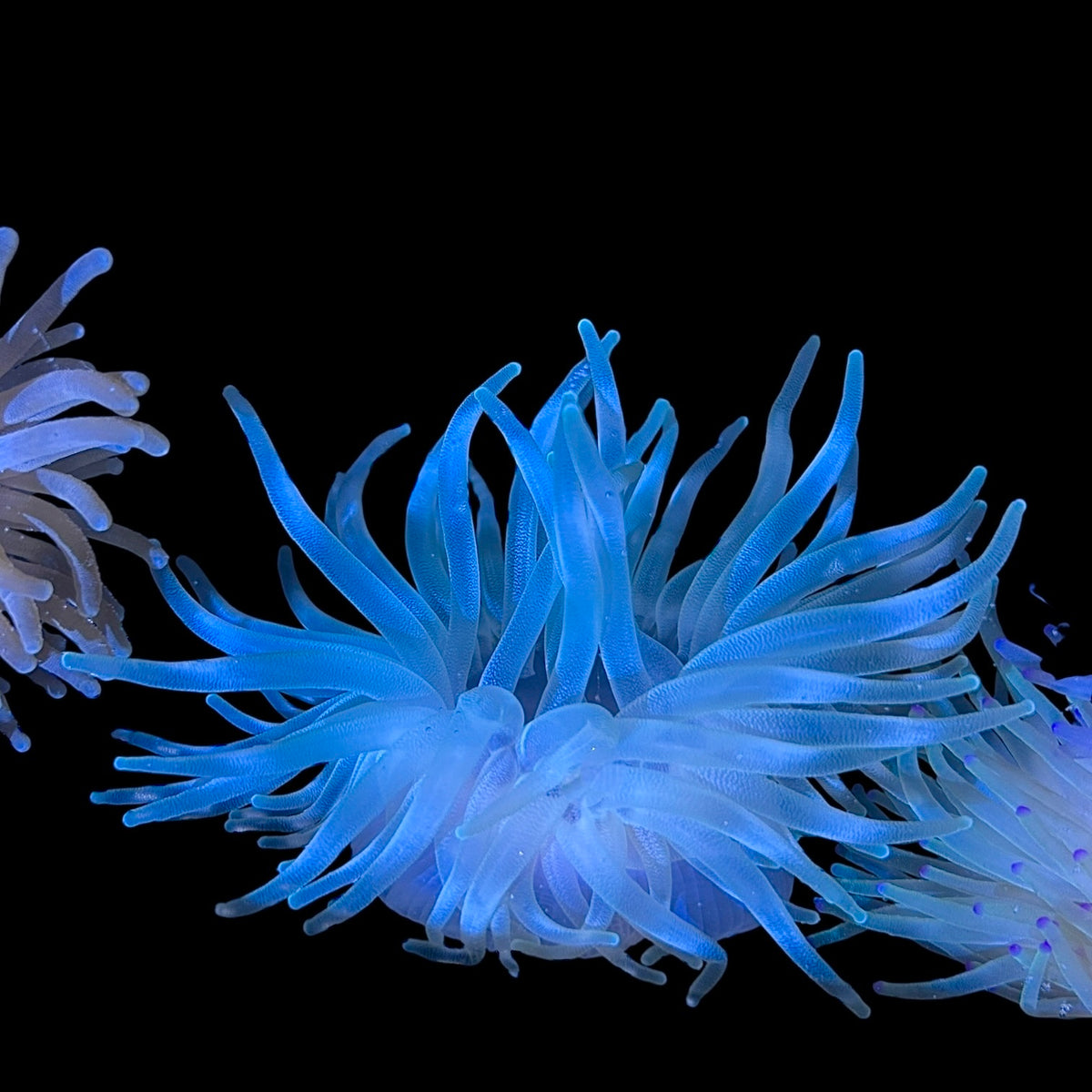 Special-Condylactis Anemone – Alyssa's Seahorse Savvy