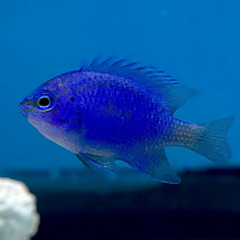 Aquarium Conditioned-Blue Sapphire Springeri Damselfish – Alyssa's ...