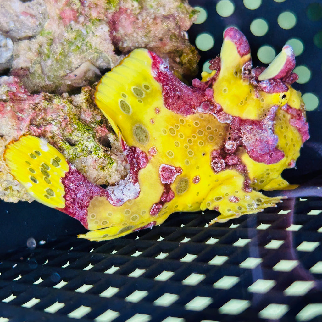 Fish – Alyssa's Seahorse Savvy