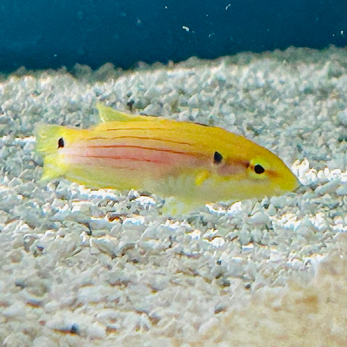 Aquarium Conditioned-Yellow Candy Hogfish – Alyssa's Seahorse Savvy