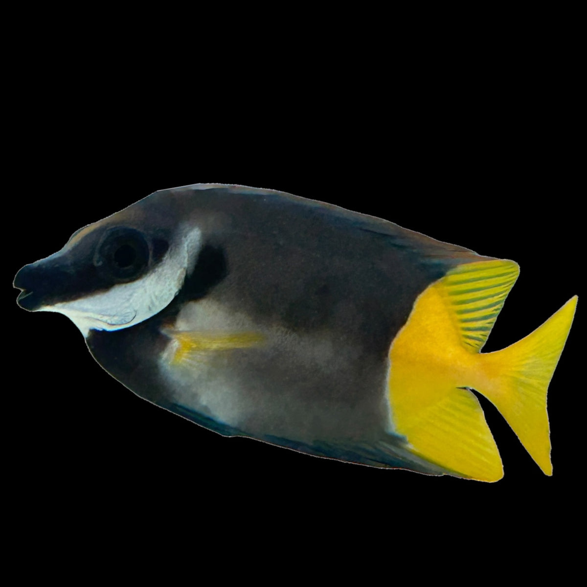 Aquarium Conditioned- Fiji Bicolor Foxface Rabbitfish – Alyssa's ...