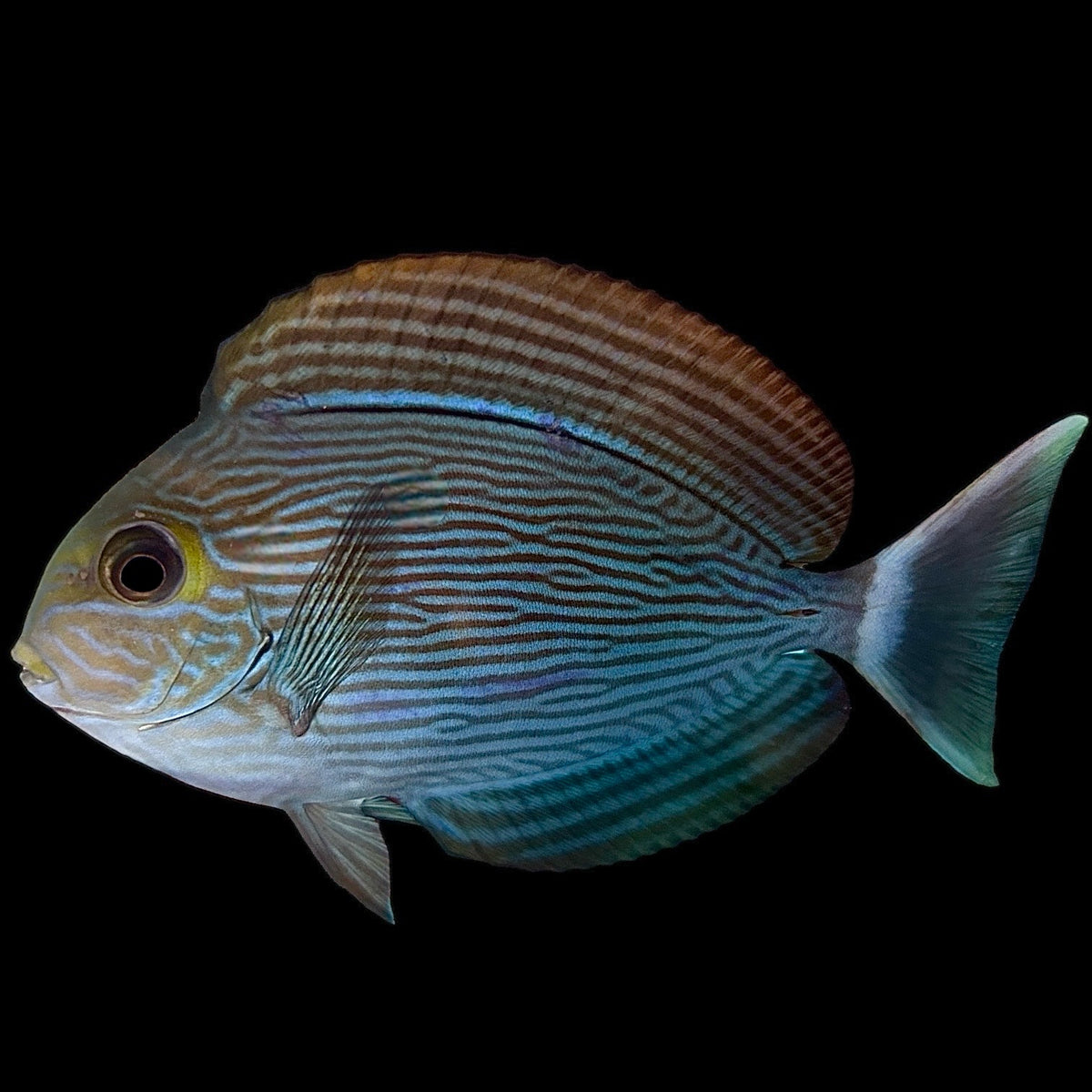 Aquarium Conditioned-Mata Tang (Medium Large) – Alyssa's Seahorse Savvy