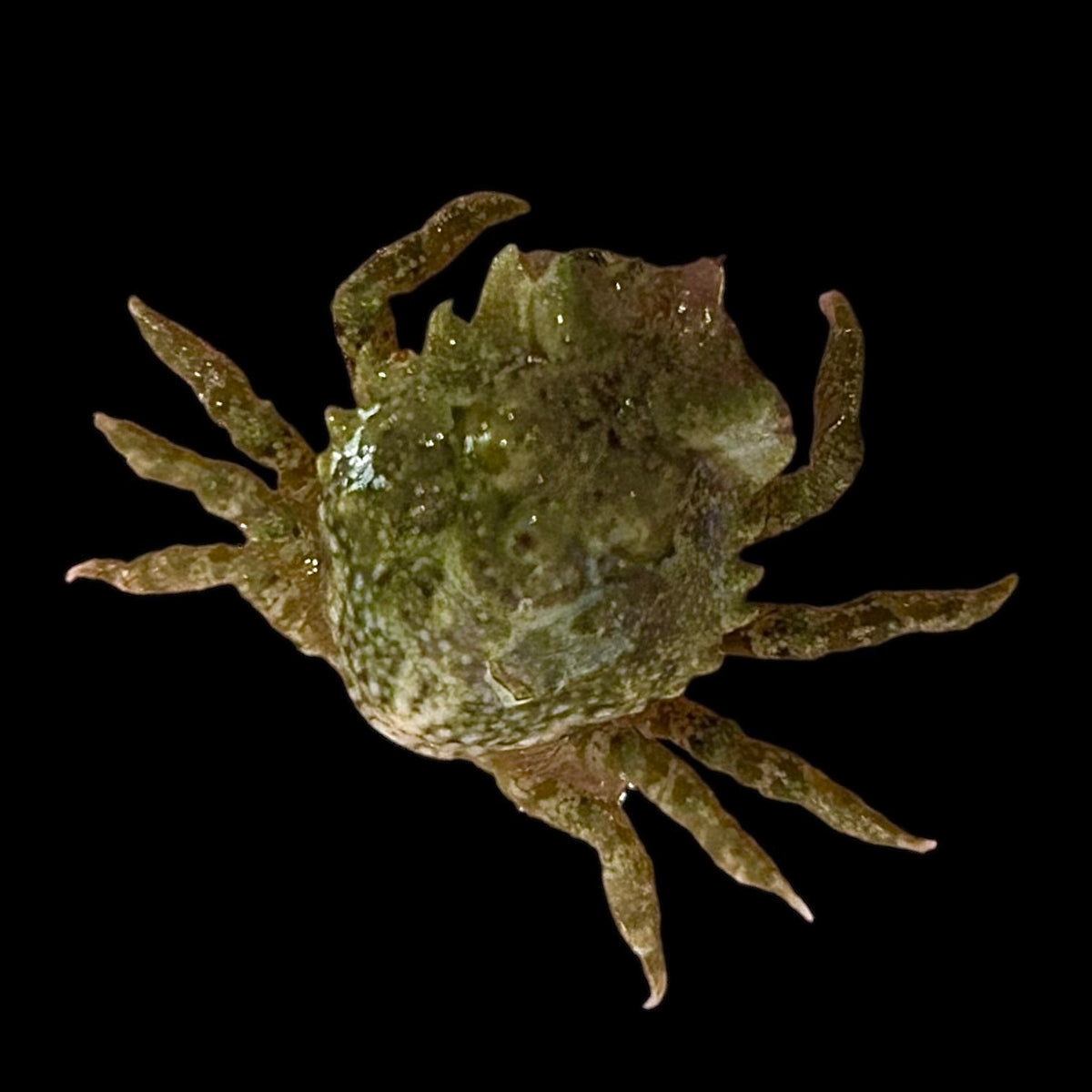 Pithos Crab-Known for Eating Hair Algae – Alyssa's Seahorse Savvy