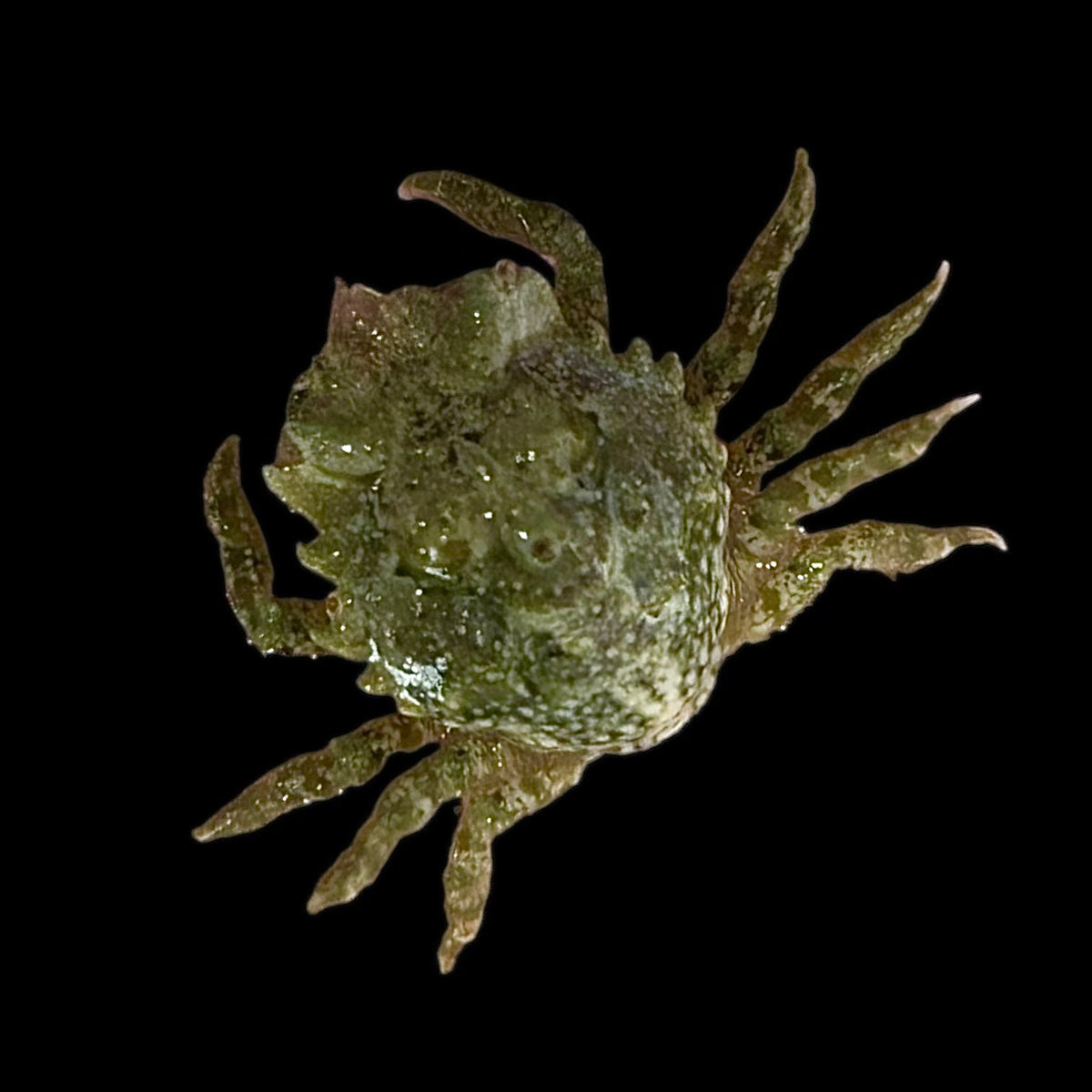 Pithos Crab-Known for Eating Hair Algae – Alyssa's Seahorse Savvy