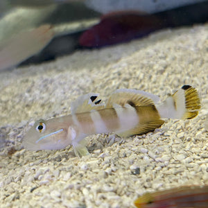Aquarium Conditioned-Tiger Wardi Goby – Alyssa's Seahorse Savvy