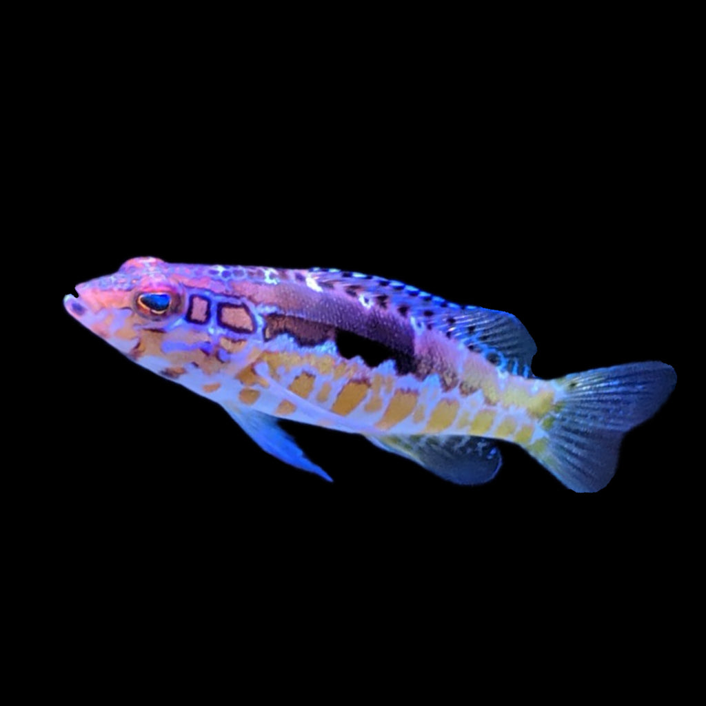 Unique Fish – Page 3 – Alyssa's Seahorse Savvy