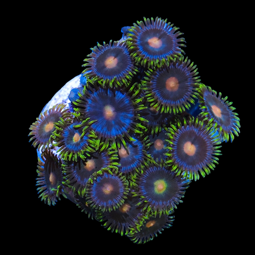 Soft Coral Frags – Alyssa's Seahorse Savvy