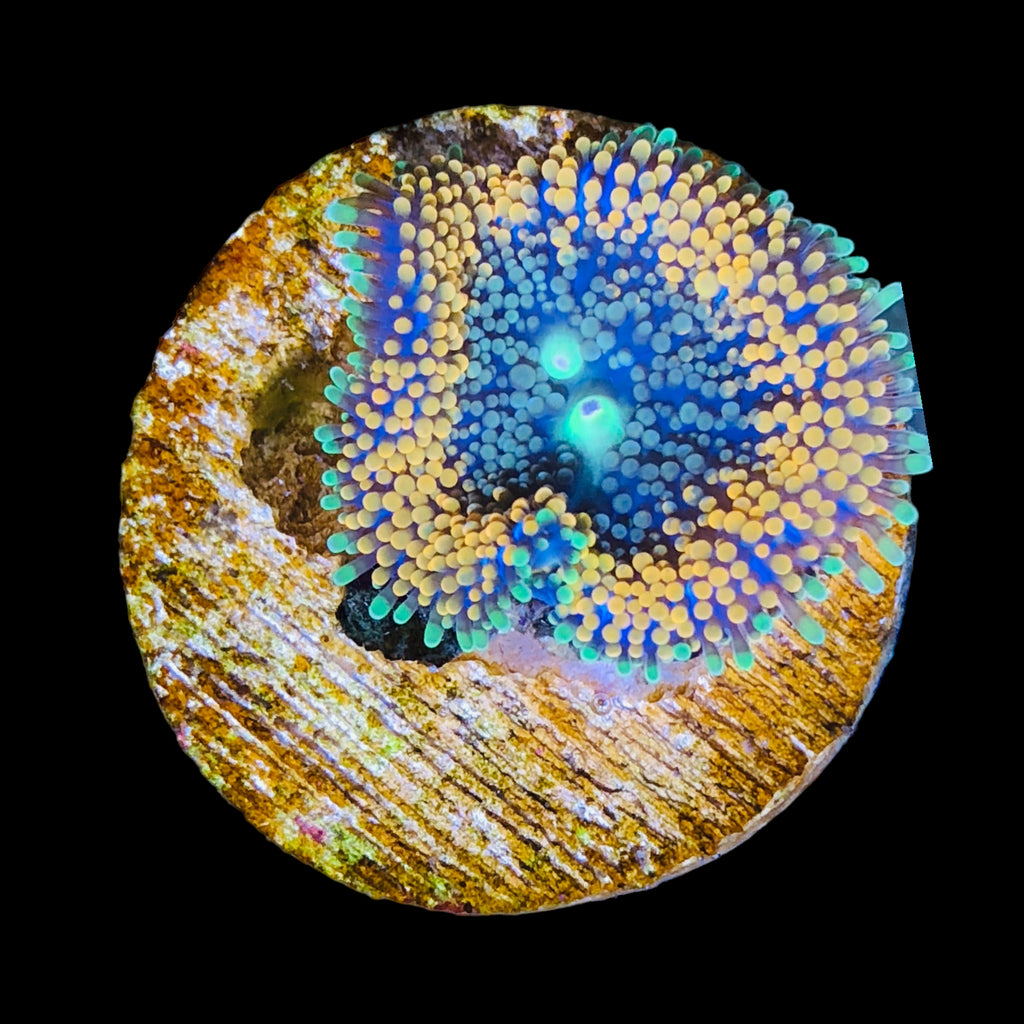 Ricordea Florida Corals – Alyssa's Seahorse Savvy