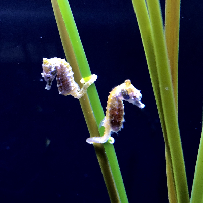 Dwarf Seahorses – Alyssa's Seahorse Savvy