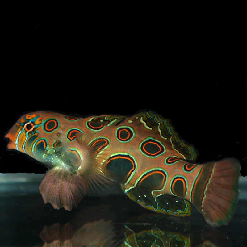 Aquarium Conditioned-Spotted Target Mandarin – Alyssa's Seahorse Savvy