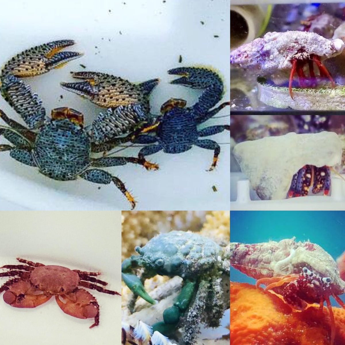 30-45+ Gallon-The Crabs Clean-up Crew Package – Alyssa's Seahorse Savvy