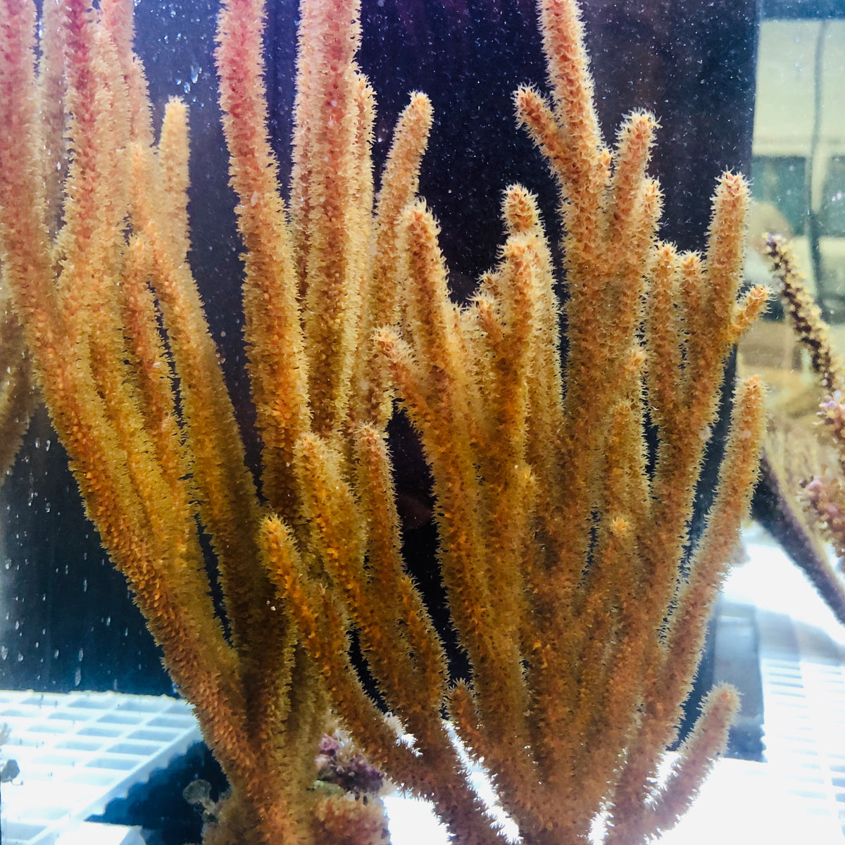 Rusty Orange Spiny Gorgonian-Photosynthetic – Alyssa's Seahorse Savvy