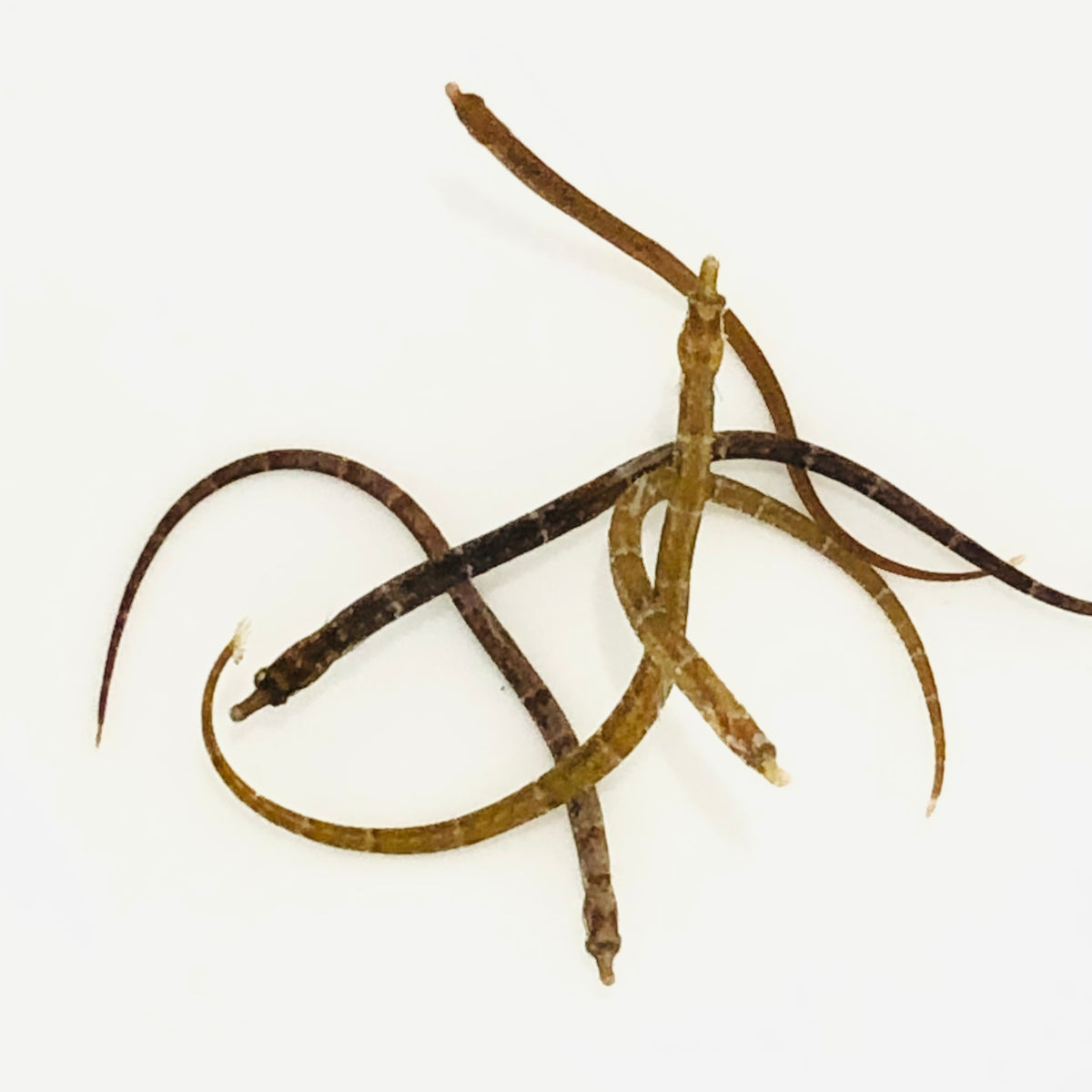 Aquarium Conditioned-Dwarf Pipefish – Alyssa's Seahorse Savvy