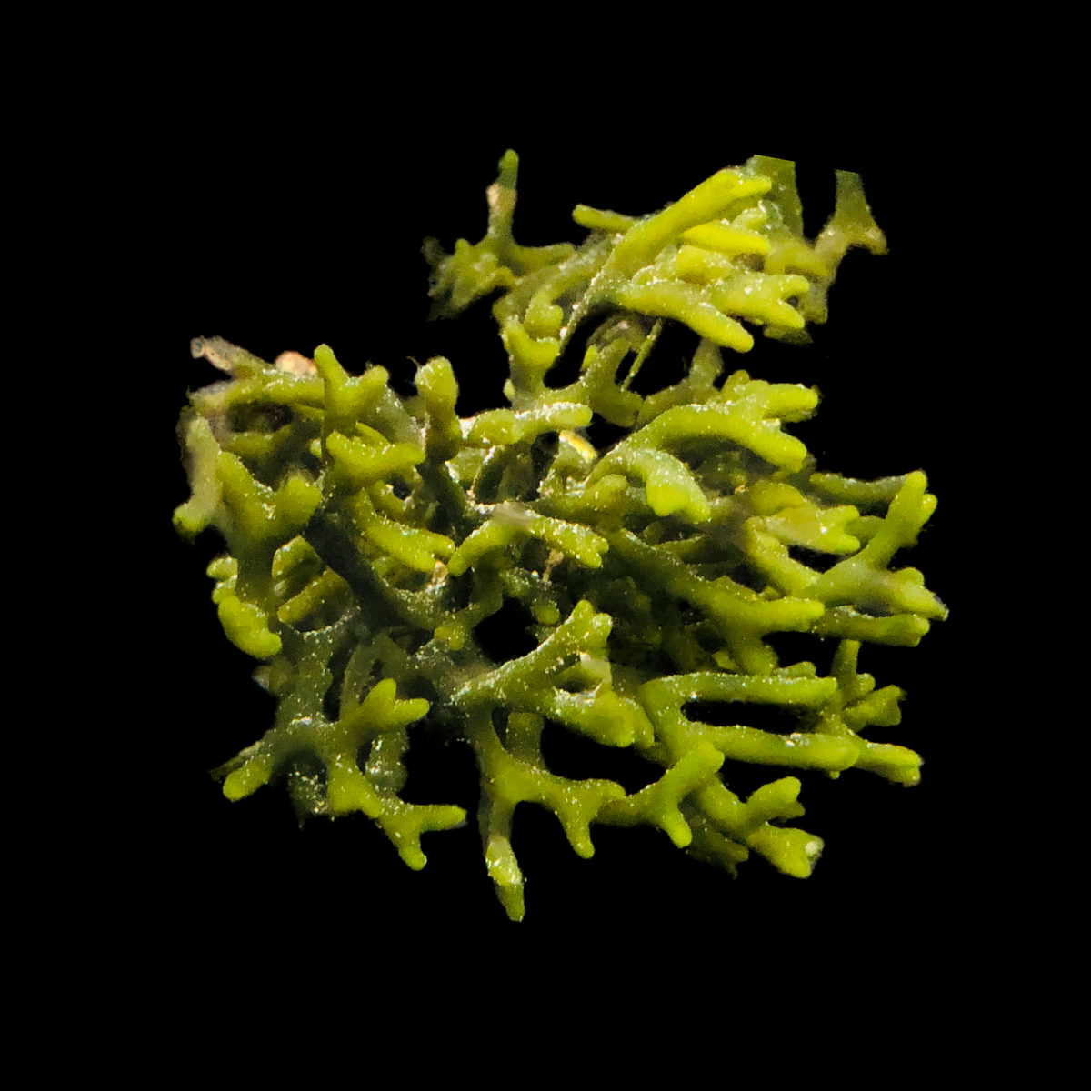 Green Codium Macroalgae – Alyssa's Seahorse Savvy