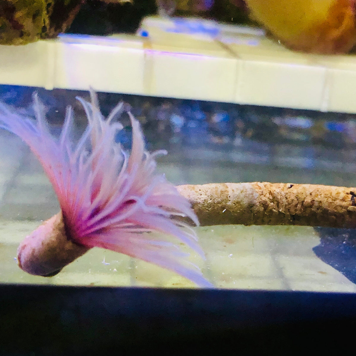 Dwarf Feather Duster – Alyssa's Seahorse Savvy