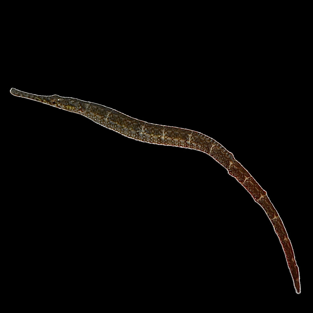 Pipefish – Alyssa's Seahorse Savvy