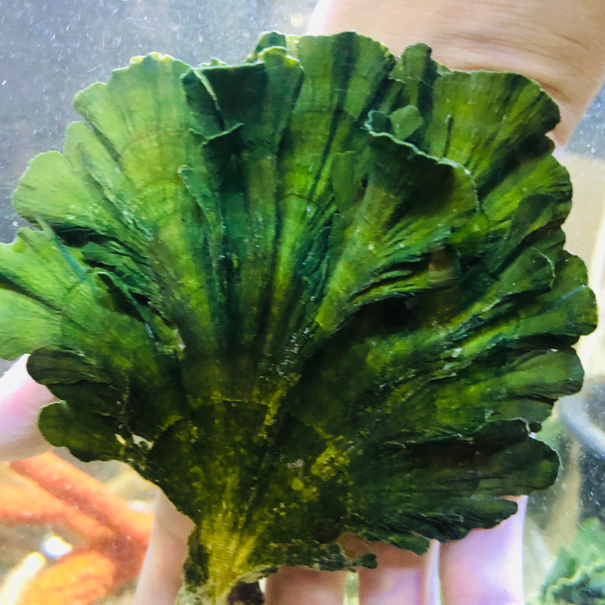 Rooted Mermaid Fan-Macroalgae – Alyssa's Seahorse Savvy