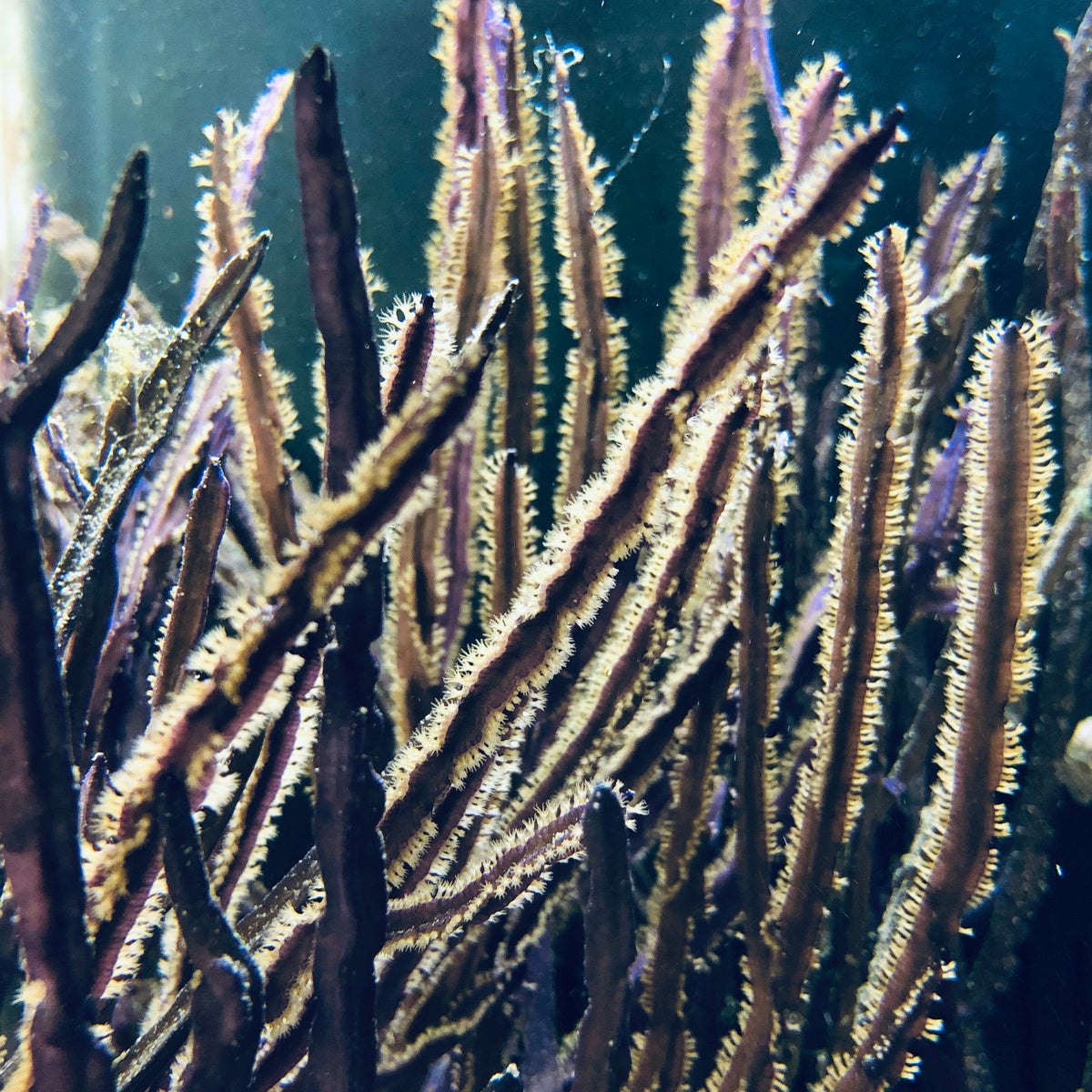 Purple Ribbon Gorgonian-Photosynthetic – Alyssa's Seahorse Savvy
