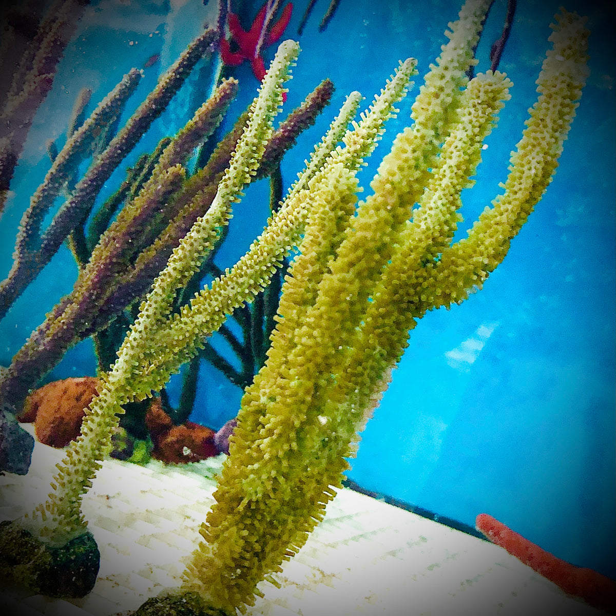 Porous Lime Sea Rod Gorgonian-Photosynthetic – Alyssa's Seahorse Savvy