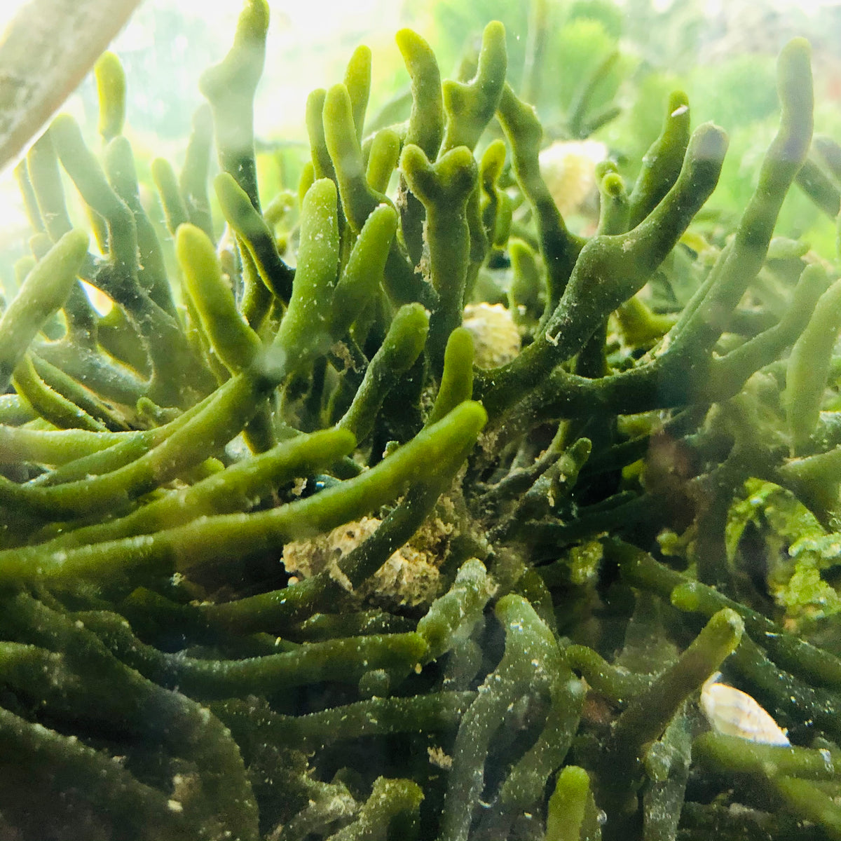 Green Codium Macroalgae – Alyssa's Seahorse Savvy