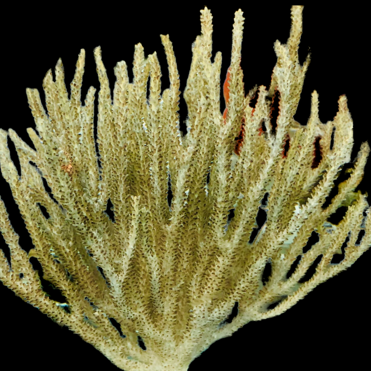 Gulf Silver Muricea Gorgonian-Photosynthetic – Alyssa's Seahorse Savvy