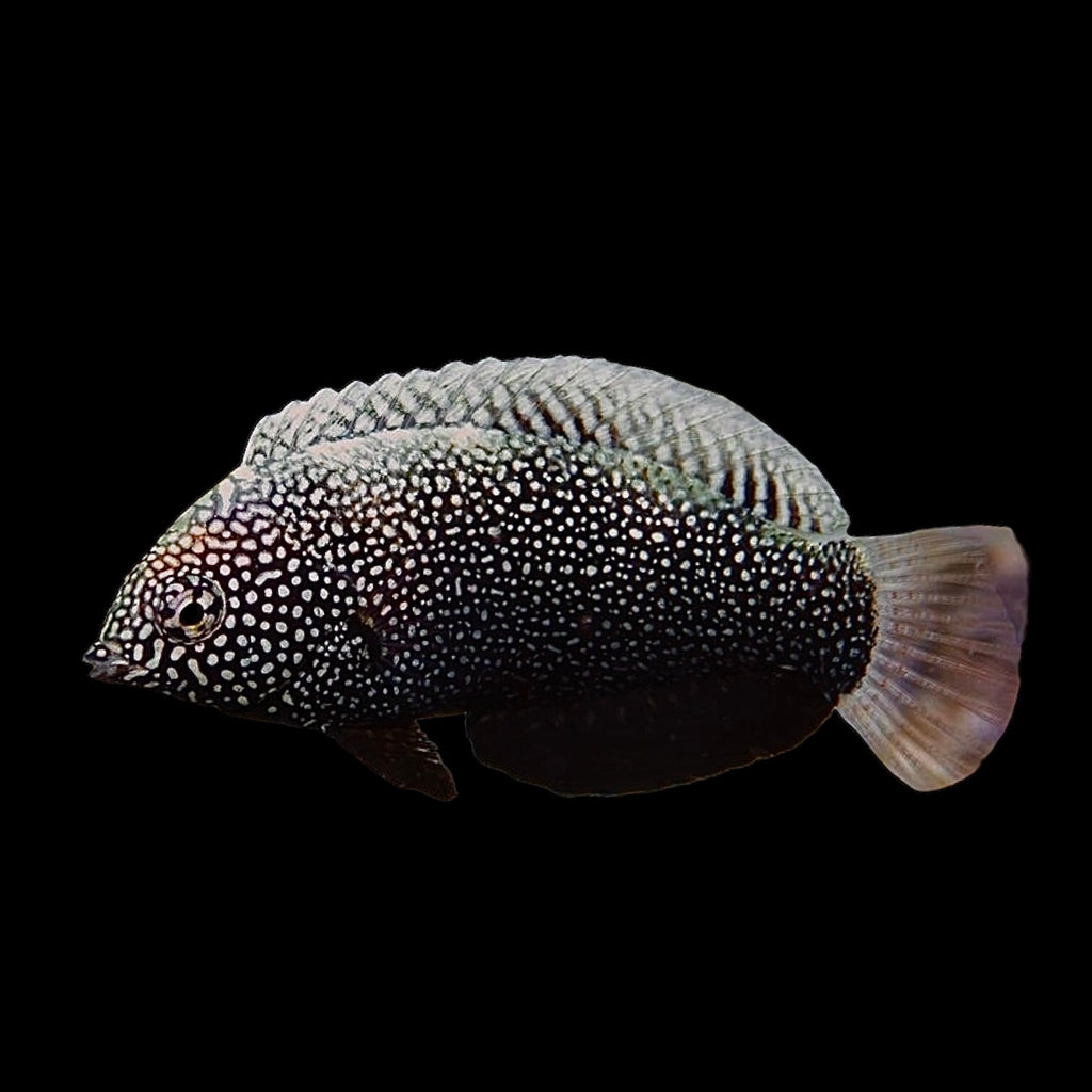 Fish (Seahorse Safe) – Page 4 – Alyssa's Seahorse Savvy