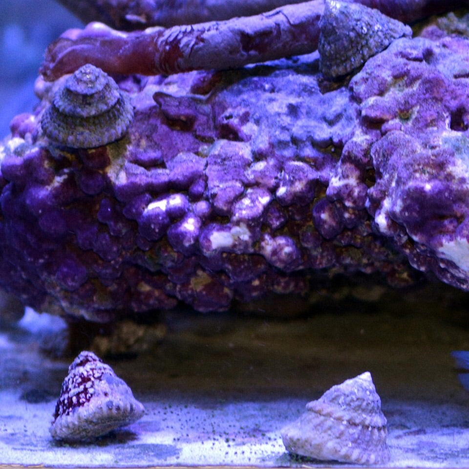 Special-10 Pack-Astrea Snails-Eat Algae – Alyssa's Seahorse Savvy