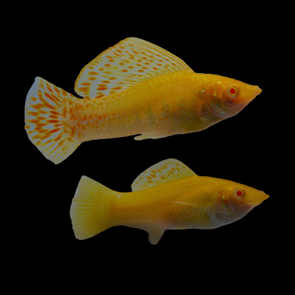 Saltwater Acclimated Mollies – Alyssa's Seahorse Savvy