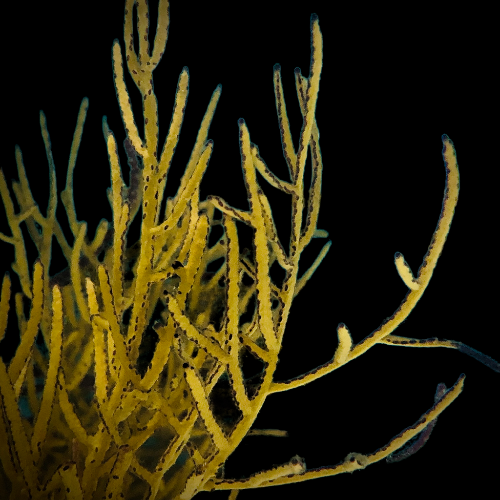 Gorgonians and Sponges – Alyssa's Seahorse Savvy