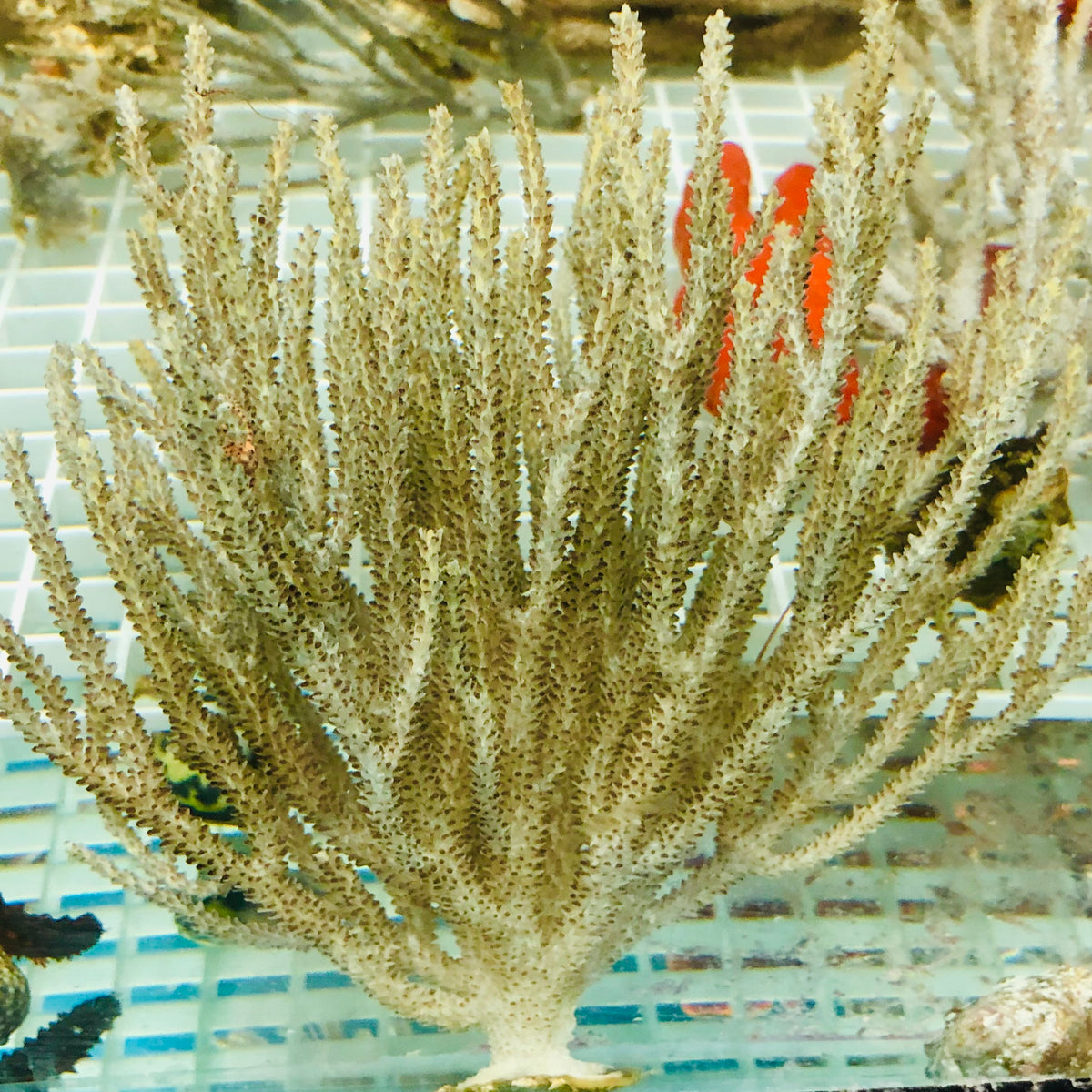 Gulf Silver Muricea Gorgonian-Photosynthetic – Alyssa's Seahorse Savvy