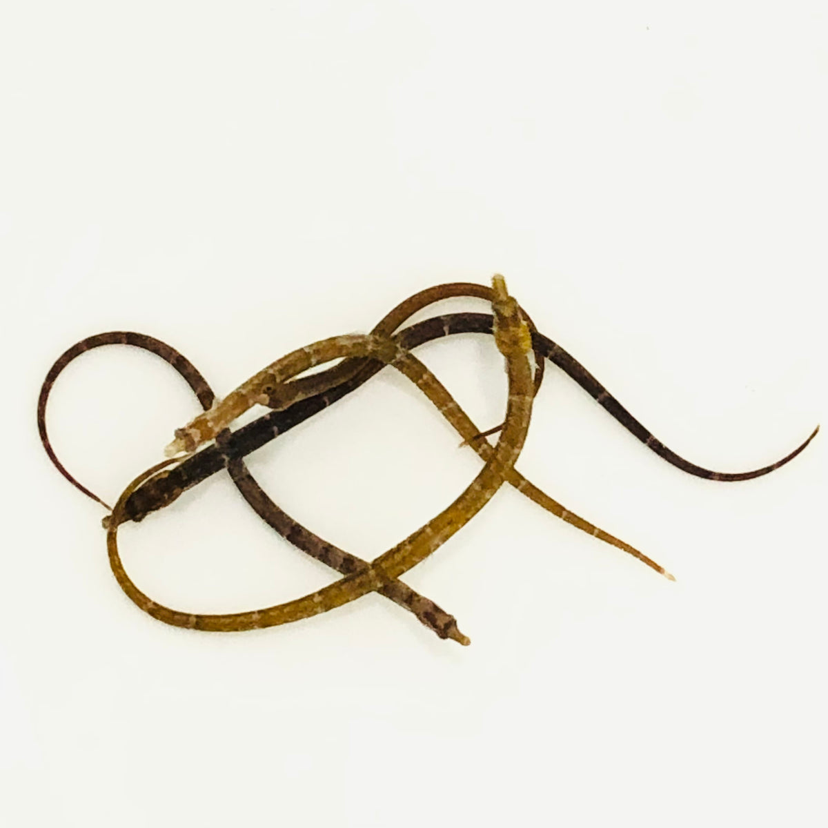 Aquarium Conditioned-Dwarf Pipefish – Alyssa's Seahorse Savvy