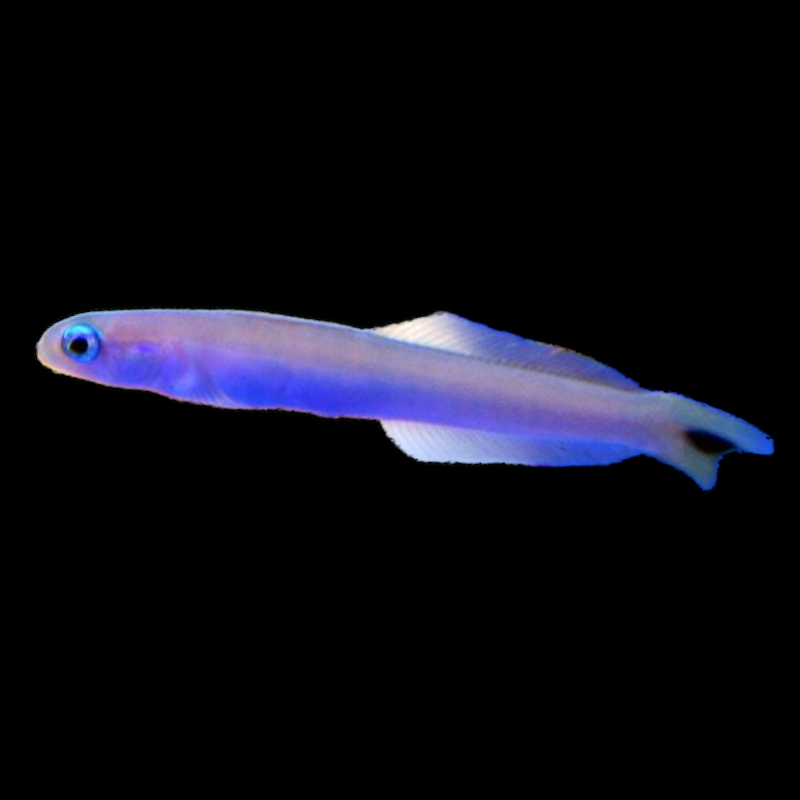 Aquarium Conditioned-Blue Gudgeon Dartfish – Alyssa's Seahorse Savvy